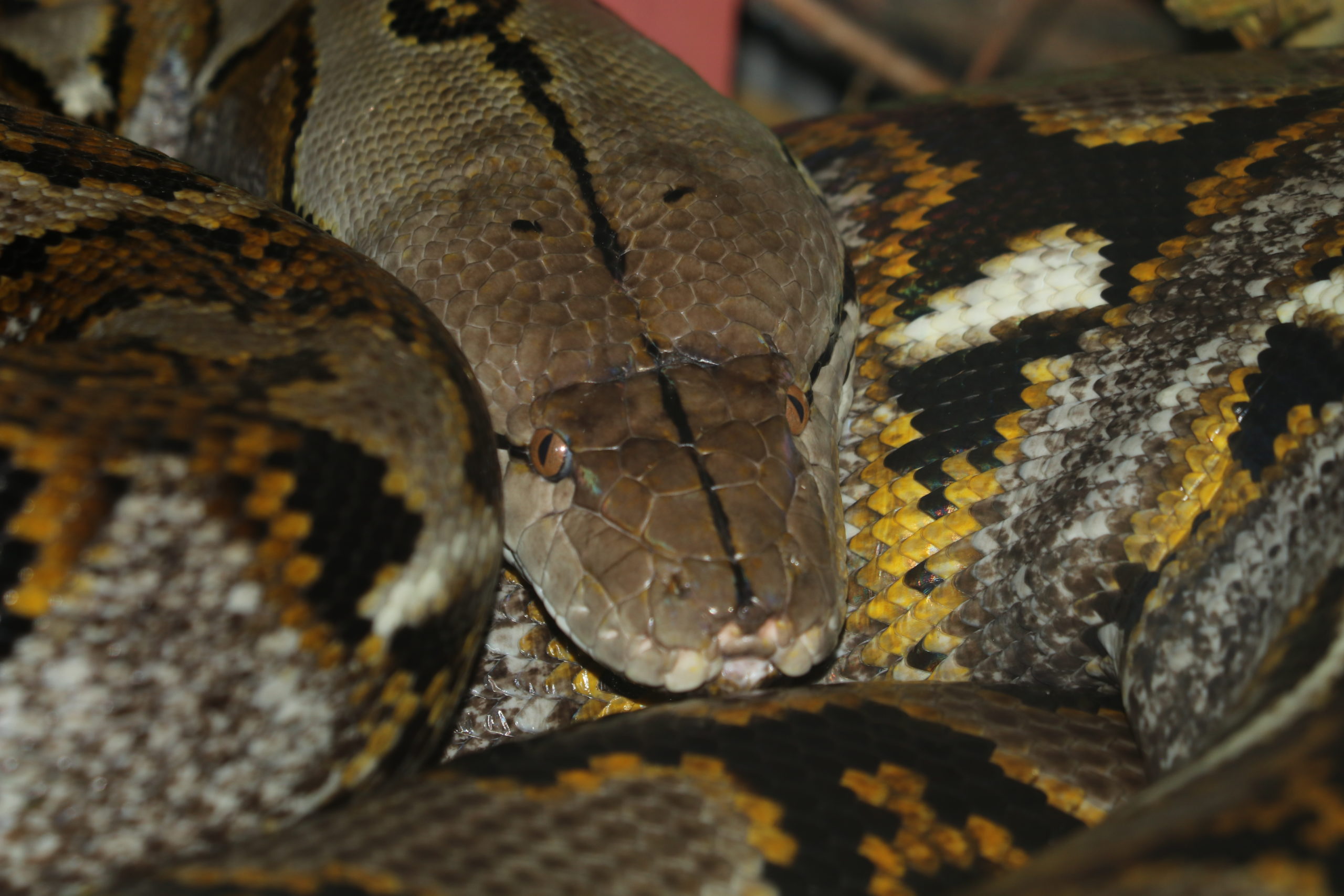 Animal ZOODoption - Miller Park Zoological Society