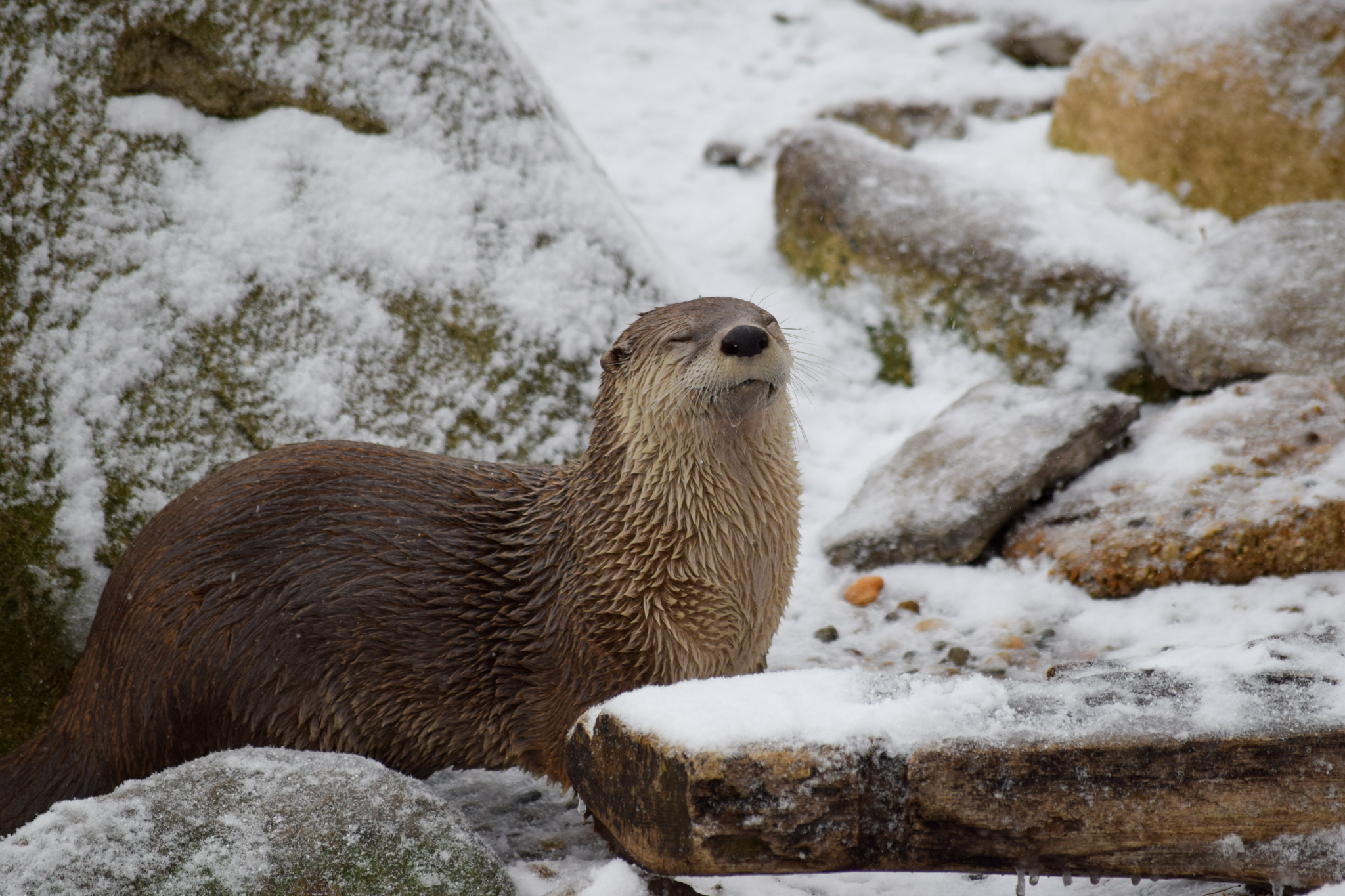 Winter at the Zoo - Miller Park Zoological Society