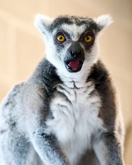 King Julian's New Home - Miller Park Zoological Society