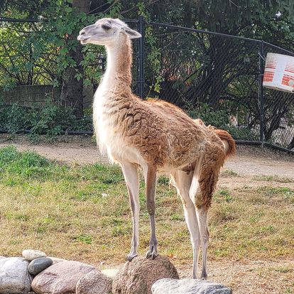 Animal Spotlight, Guanaco - Miller Park Zoological Society